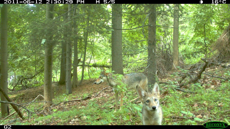 Activity 5: Urban Coyote Case Study | CUNY GK12